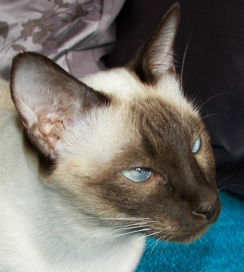 Siamesedream - Our Retired Siamese Queens