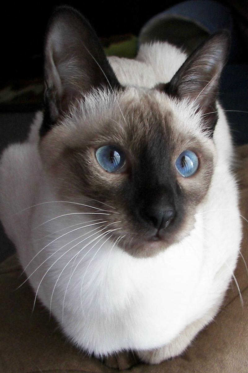 Siamesedream - Siamese Queens